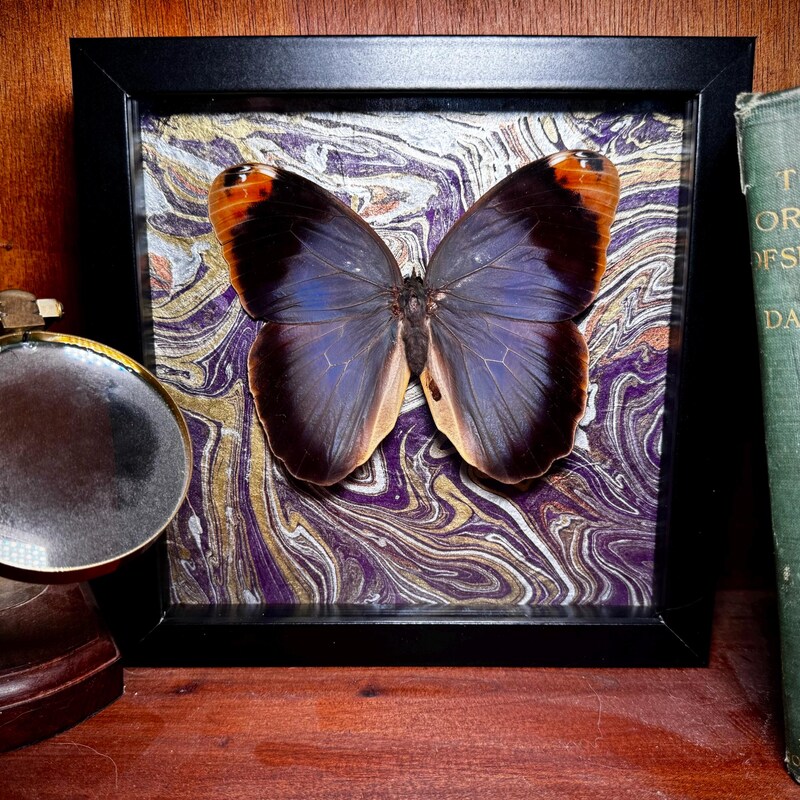 Butterfly Taxidermy - Etsy