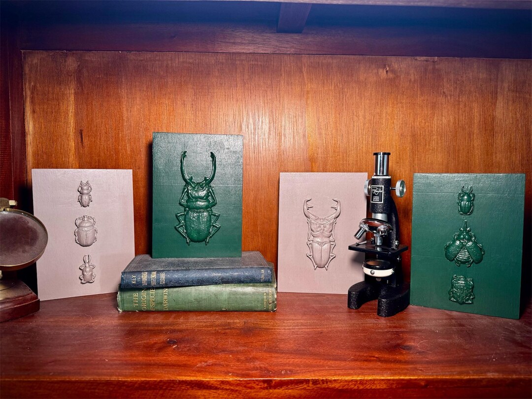 Beetle Faux Taxidermy Minimalist Wall Hanging, 3D Entomology Wall Art ...