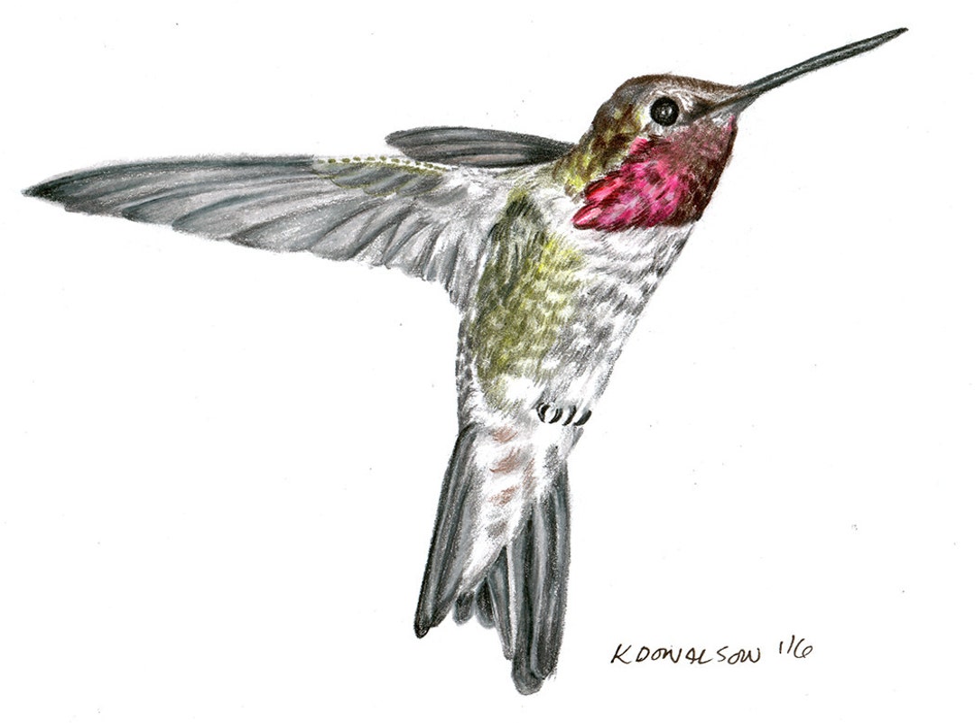 Anna's Hummingbird - Pencil Drawing Archival Print - 5x7 - Etsy
