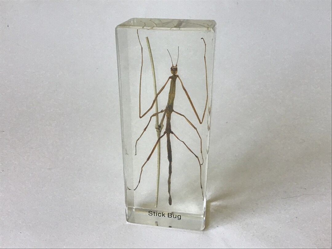 Stick Bug Insect in Clear Acrylic Resin Lucite Display - Etsy