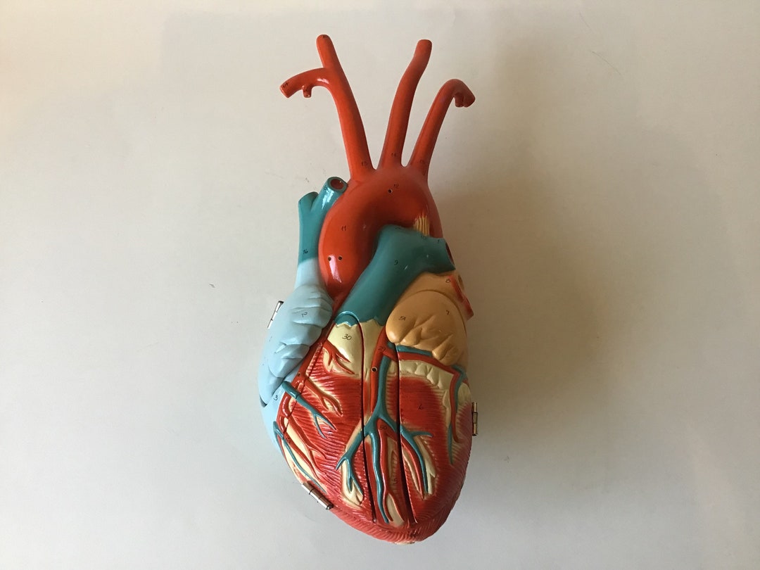 Anatomy Scientific Human Giant Heart Model - Etsy