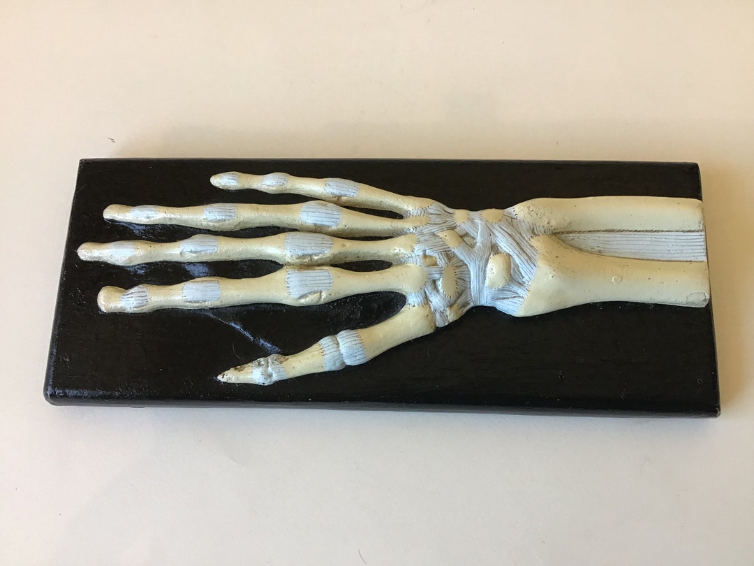 Vintage Anatomical Life Size Hand Model Molded Human Hand Science ...