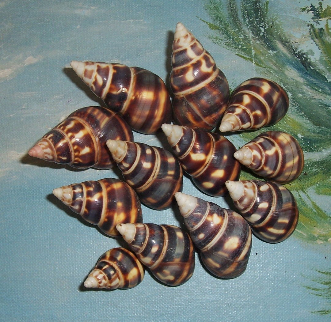 One Dozen Florida Collected Liguus Fasciatus TREE Snail SHELLS 1 JB W ...