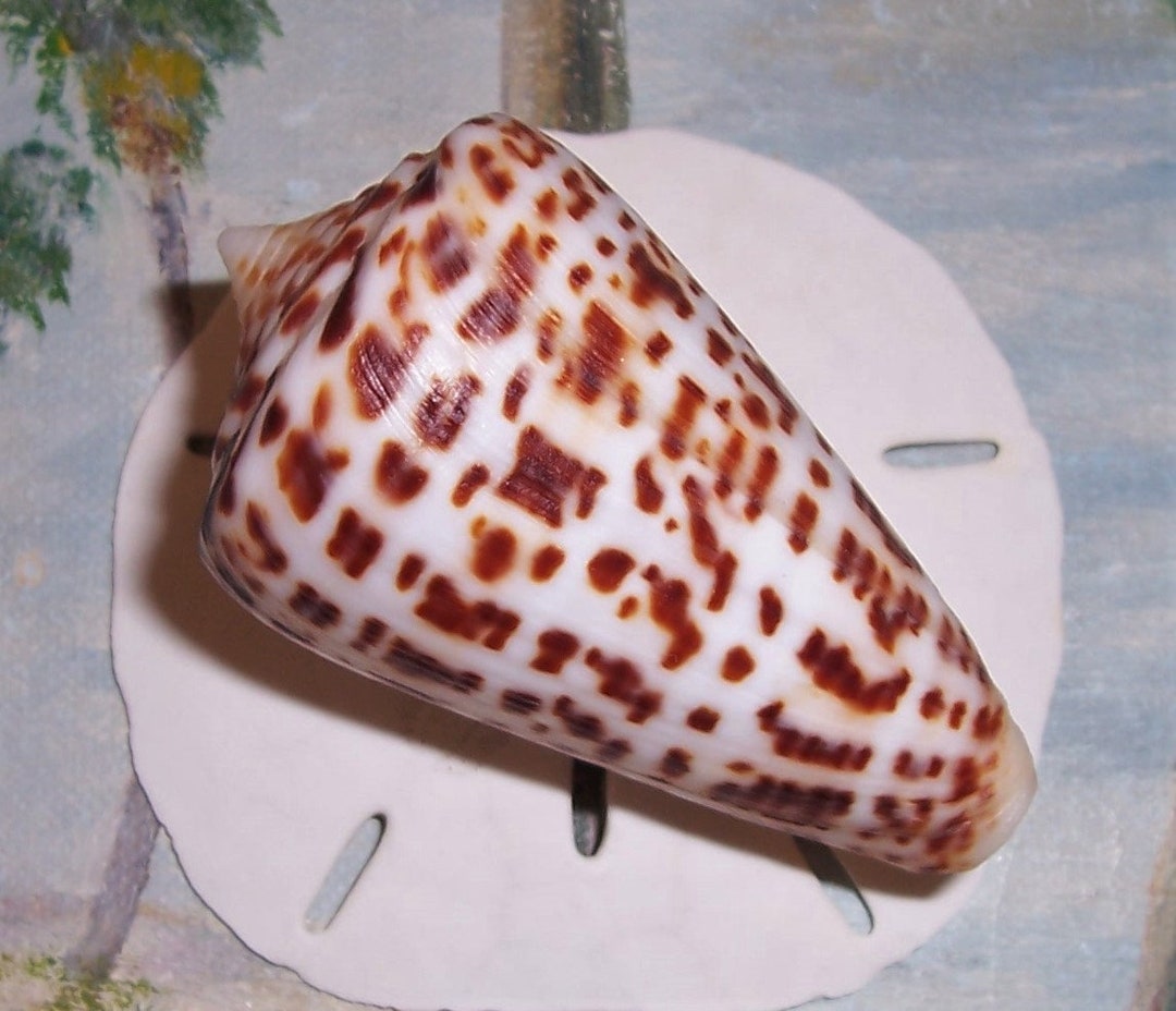 Large 61.6mm Specimen Grade 10,000 Islands Beach Found Dark Chocolate ...