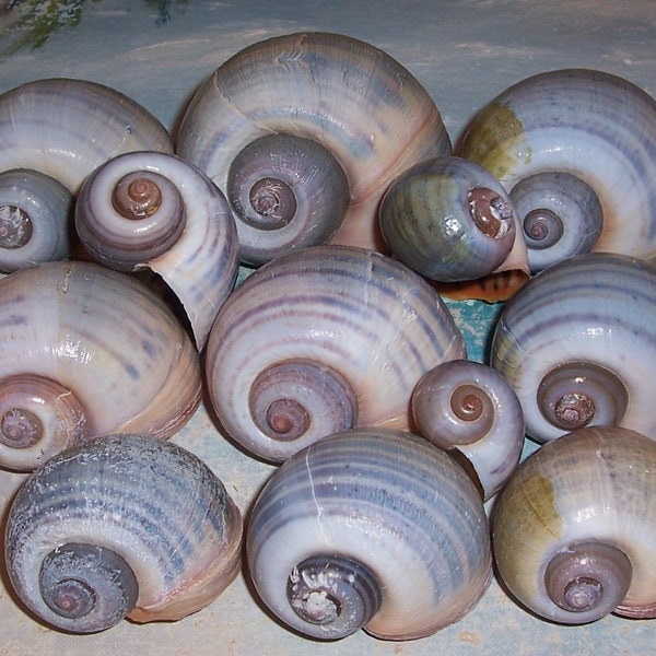 Apple Snail Shell - Etsy