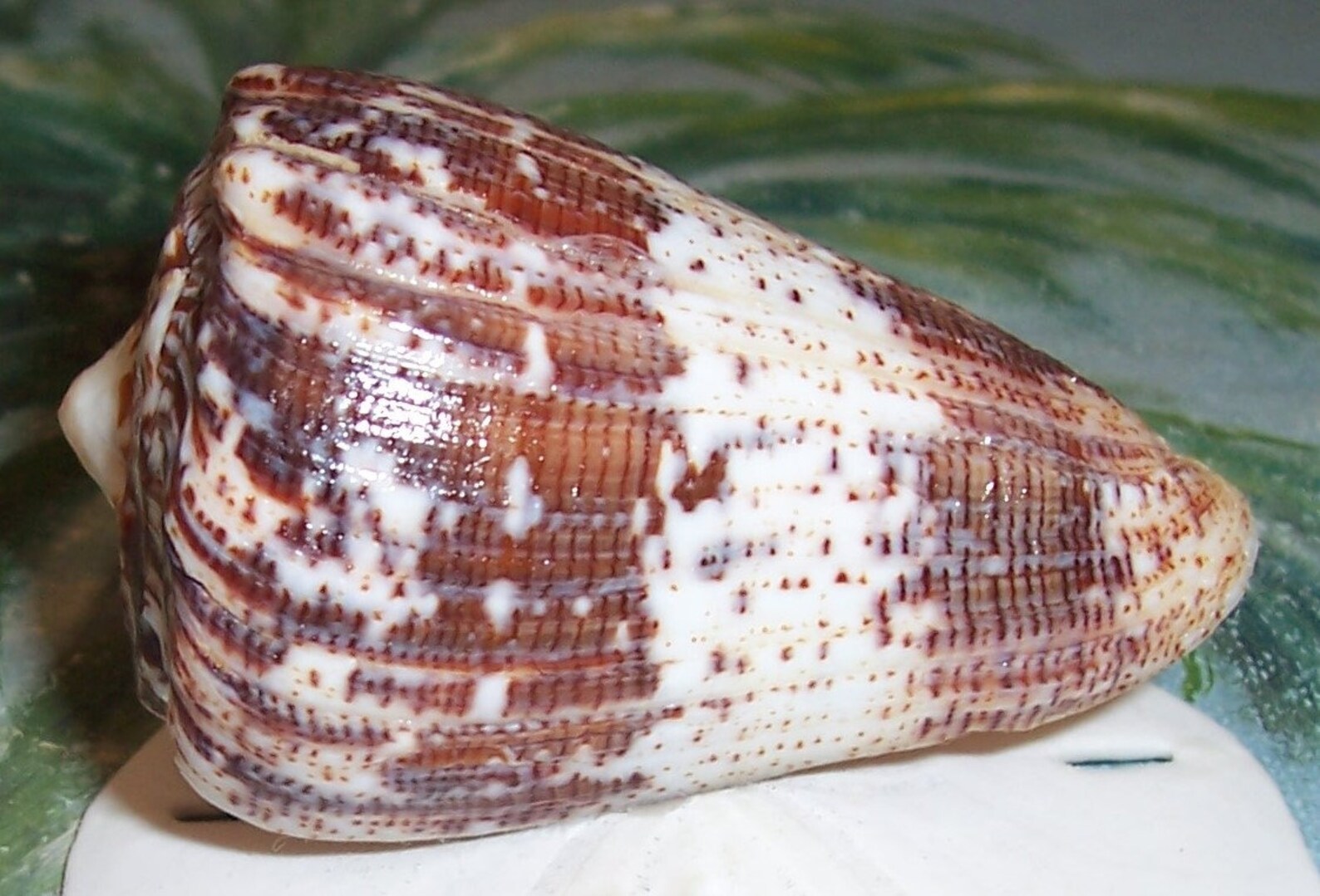 Large Specimen Grade 63.1mm CONUS Regius Royal, Crown Cone SEASHELL JB ...