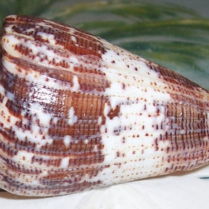 Large Specimen Grade 63.1mm CONUS Regius Royal, Crown Cone SEASHELL JB ...