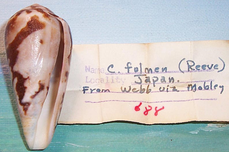 56.7mm Conus Fulmen THUNDERBOLT CONE Seashell, Shell W/ Data From Japan ...