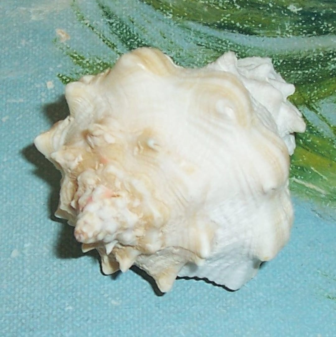 59.9mm Florida Keys Vasum Muricatum CARIBBEAN VASE Shell SEASHELL #11 ...