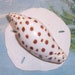 Large Specimen Grade 63.1mm CONUS Regius Royal, Crown Cone SEASHELL JB ...