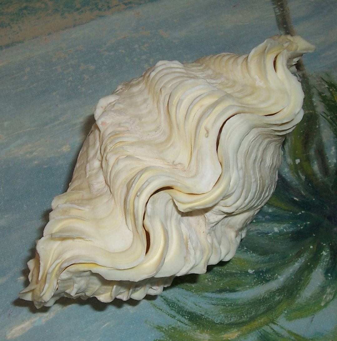 144.0mm Matched Set TRIDACNA Gigas GIANT Clam SEASHELL, Shell - Etsy