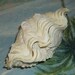 144.0mm Matched Set TRIDACNA Gigas GIANT Clam SEASHELL, Shell - Etsy