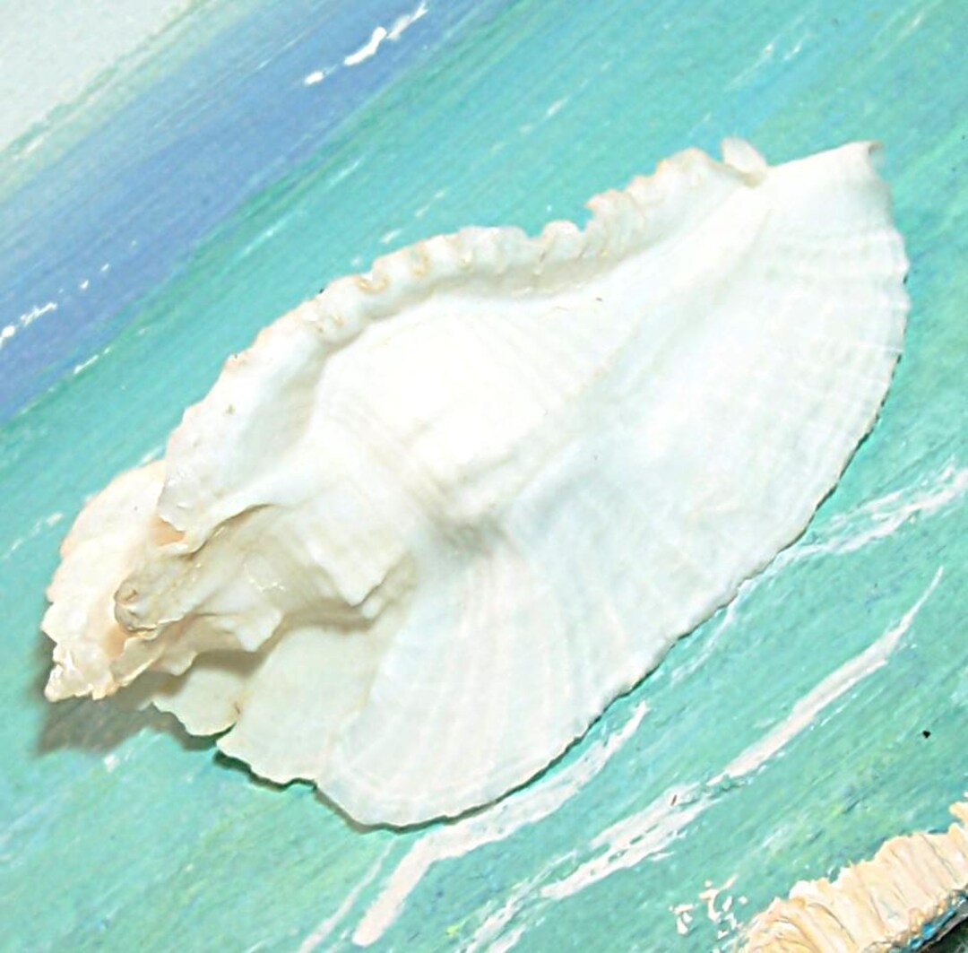 44.3mm ALBINO Timbellus Bednalli BEDNALL'S MUREX Seashell, Shell W ...