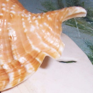 115.9mm Strombus Gallus Rooster-tail CONCH Shell SEASHELL - Etsy