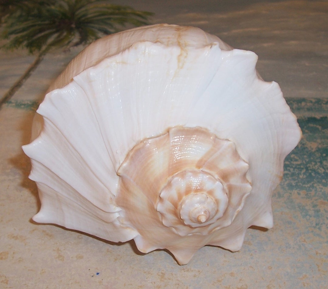 Large 11 1/2 FLORIDA Keys Found LIGHTNING Whelk Seashell JB - Etsy