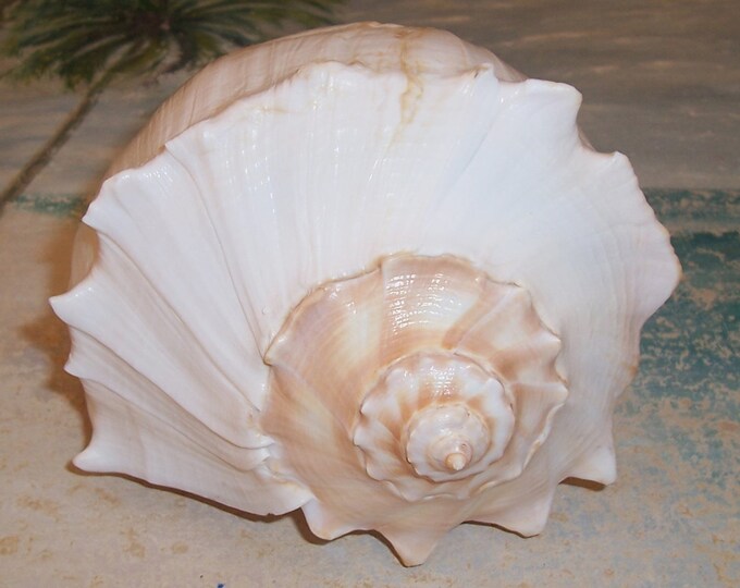Large 11 1/2" FLORIDA Keys Found LIGHTNING Whelk Seashell JB - Etsy
