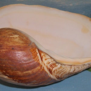 131.7mm Melo Amphora Giant AUSTRALIAN Baler, MELON Shell, Seashell W ...
