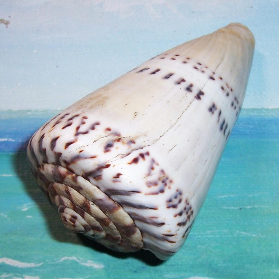 Huge 84.0mm Conus Mustelinus WEASEL CONE Shell, Seashell W/ Data From ...