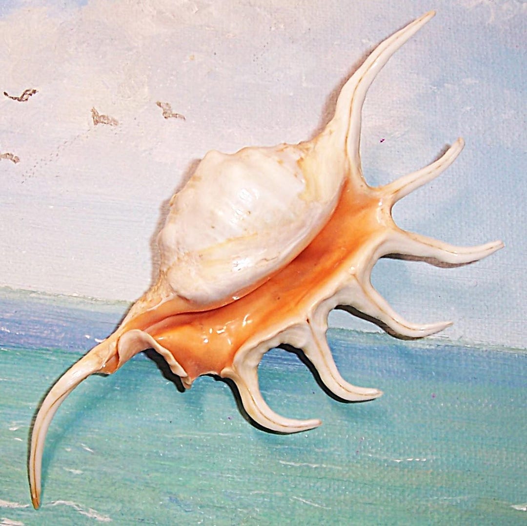 139.3mm Strombus Lambis Crocata Orange SPIDER CONCH Shell, Seashell - Etsy