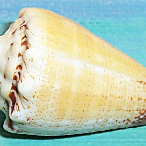 Specimen Grade 36.3mm Conus Regius CITRINUS ROYAL, CROWN Cone Shell ...