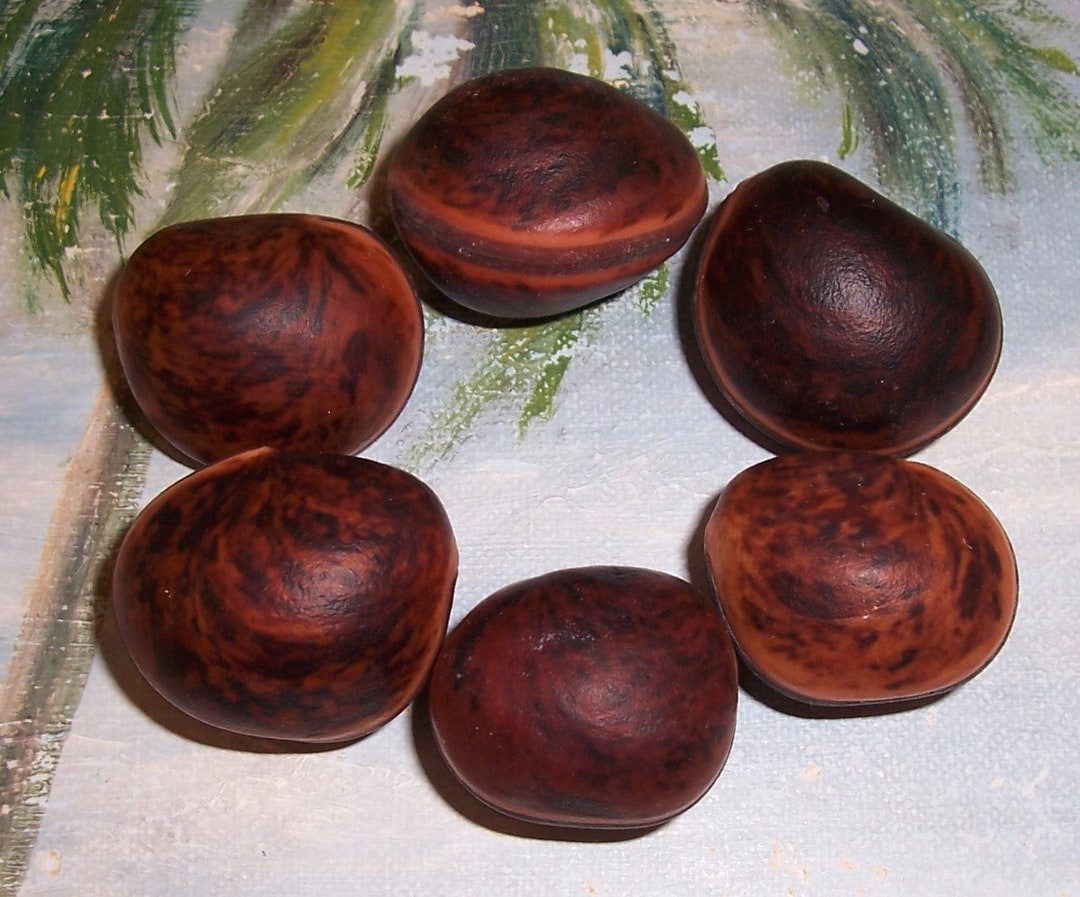 Lot of 6 Sea PURSE LUCKY Sea, Drift Seed, BEANS From Puerto Rico - Etsy