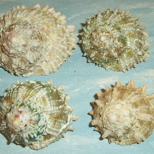 Lot of Four 38.7-48.6mm Florida Keys Astraea Caelata CARVED STAR Shell ...