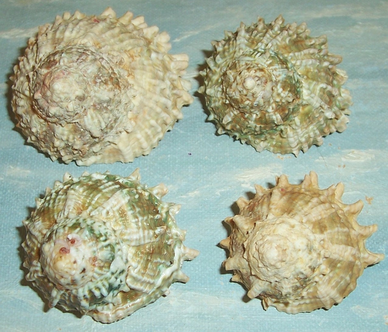 Lot of Four 38.7-48.6mm Florida Keys Astraea Caelata CARVED STAR Shell ...