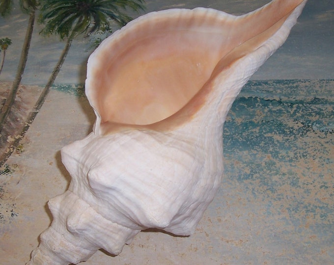 Huge 16 1/2" FLORIDA Keys BEACH Found Horse Conch SEASHELL Shell - Etsy