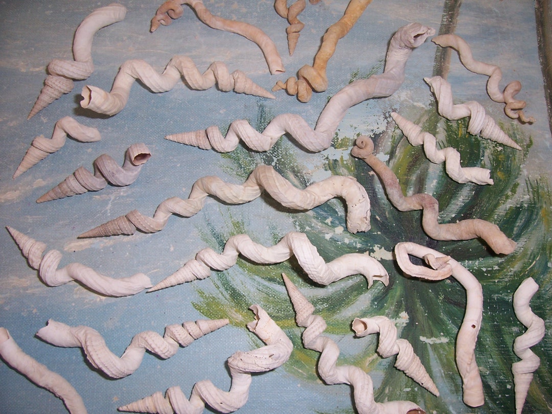 2 Dozen Ex-large Florida Beach Collected Florida & Fargo WORM Snail ...