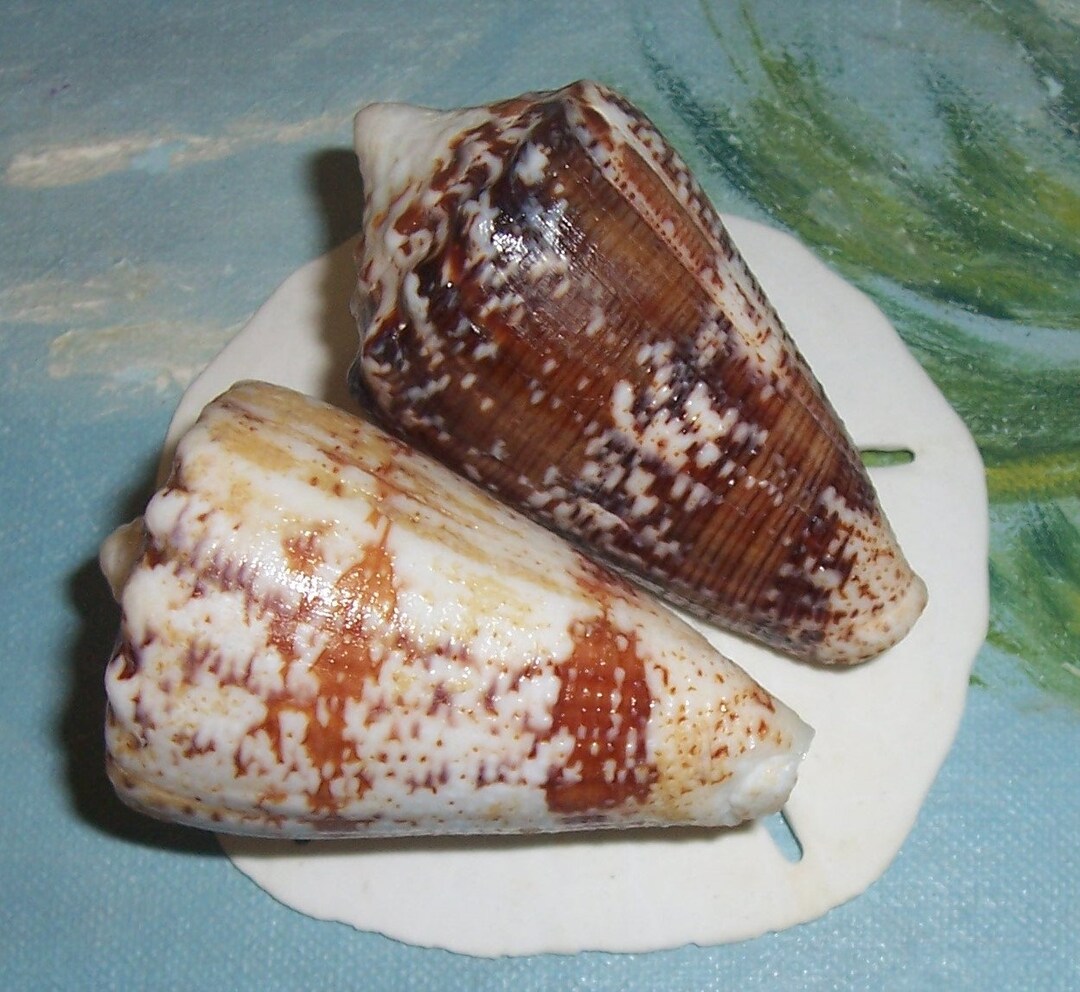 Set of Two Color Forms 60.3&56.9mm Conus Regius ROYAL, Crown CONE ...