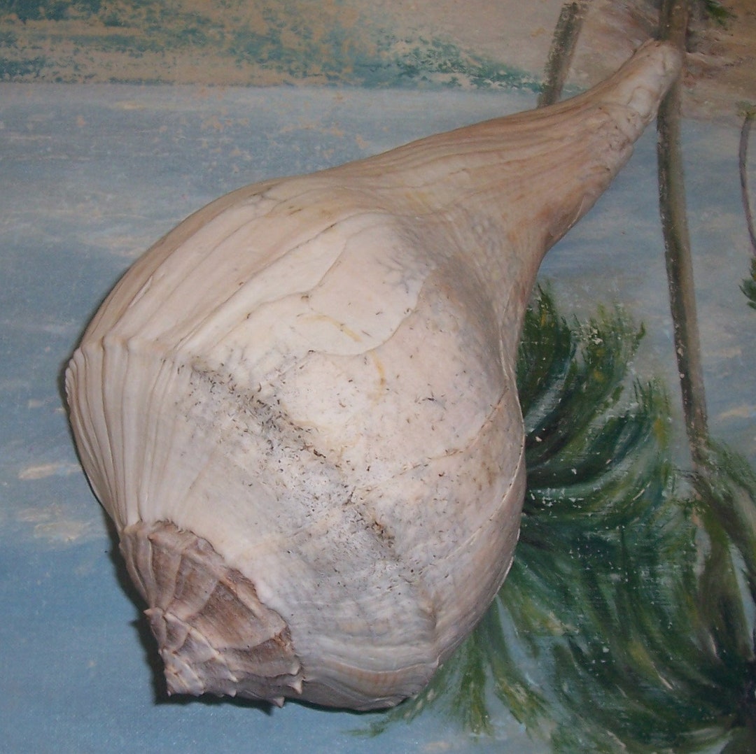 Huge, 11 1/2" FLORIDA Keys Found LIGHTNING Whelk Shell, Seashell JB - Etsy