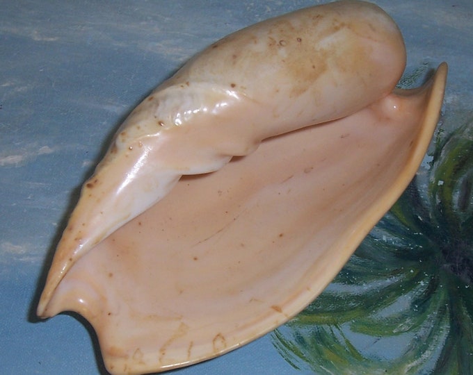 177.8mm Cymbium Cucumis CUCUMBER VOLUTE Shell, Seashell JB - Etsy