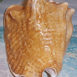 137.9mm FLORIDA Keys BEACH Collected Milk Conch Shell SEASHELL - Etsy