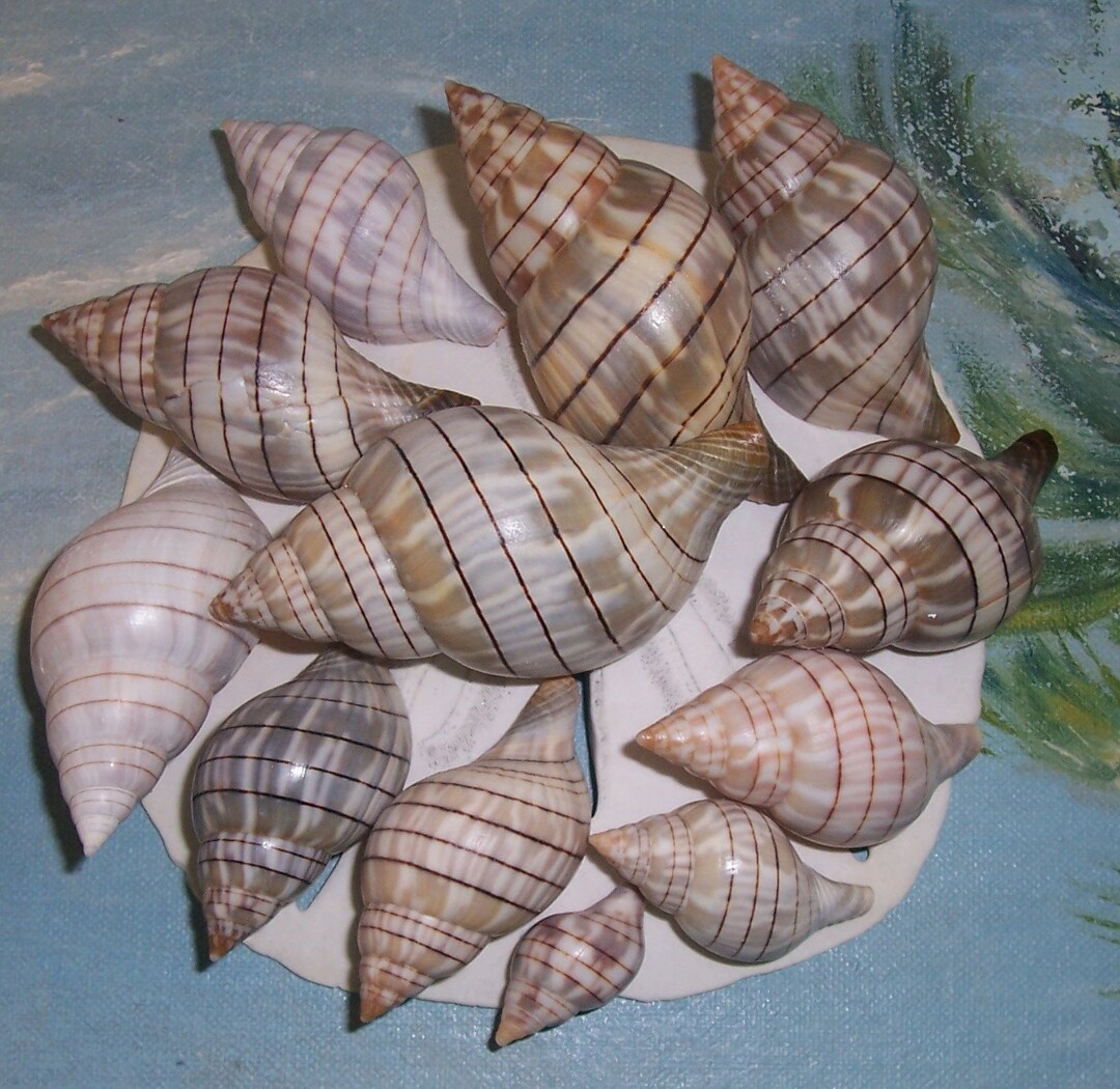 One Dozen FLORIDA 10,000 Islands Collected BANDED Tulip Shell ...