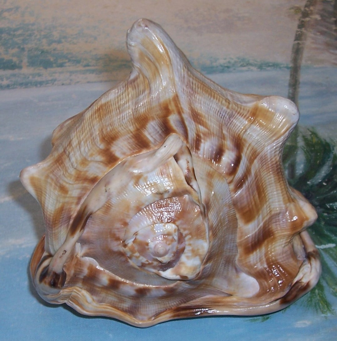 177.8mm Florida Keys Collected Cassis Tuberosa KING HELMET Shell ...