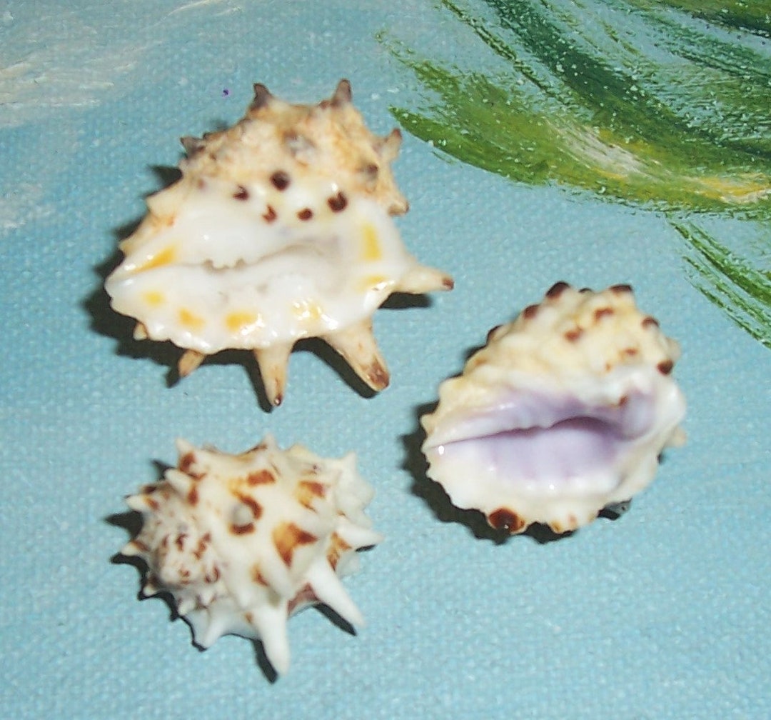 Set of Three 24.0-18.8mm Drupa Prickly, PURPLE DRUPE Seashells Shell ...