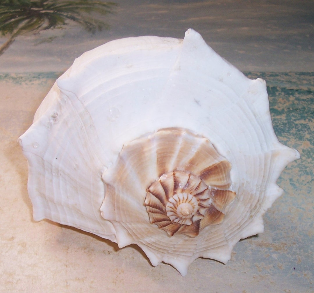 Ex-large, 10 3/4" FLORIDA 10K Islands Found Lightning WHELK Shell ...