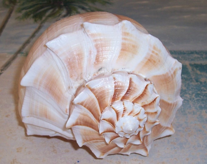 Large 11" FLORIDA Keys Found LIGHTNING Whelk Seashell JB - Etsy