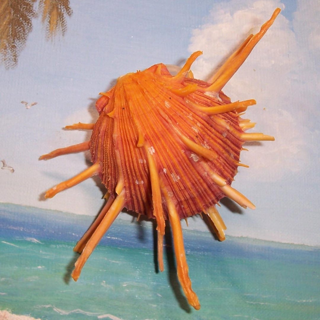 75.5mm Orange Matched Bivalve SPONDYLUS Regius REGAL Thorny OYSTER ...