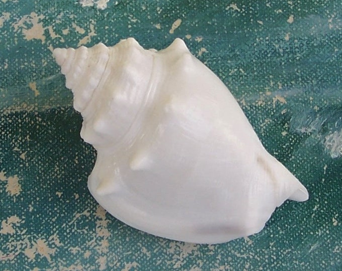 FLORIDA 10K Islands Collected Rare ALBINO Fighting CONCH Seashell - Etsy