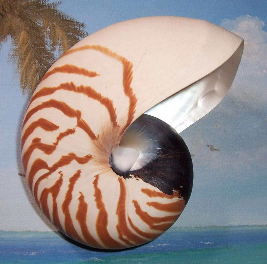 138.1mm Chambered NAUTILUS Pompilius Shell SEASHELL W/ Excellent Color & Markings - Etsy