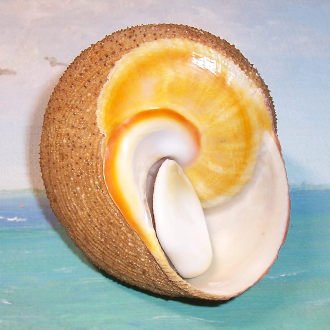 68.1mm Bolma Tayloriana TAYLOR'S STAR Seashell, Shell W/ S. Africa Data ...