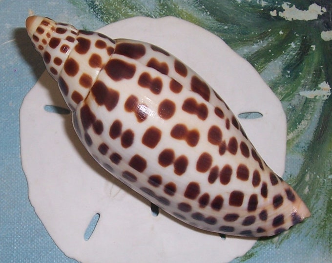100.4mm Rare FLORIDA Beach Found Scaphella JUNONIA Juno's VOLUTE ...