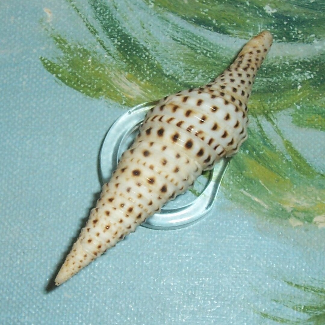 64.0mm Turris Babylonia BABYLON, Tower Turret Shell Seashell JB - Etsy