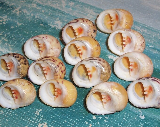 Two Dozen FLORIDA Keys BEACH Collected Bleeding Tooth & 4 Tooth Nerite ...