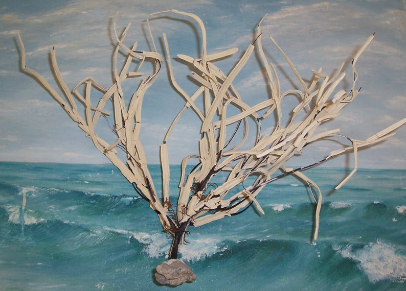 Lot/3 Medium Spiky Cream Yellow Gorgonian SEA WHIP Ribbon - Etsy