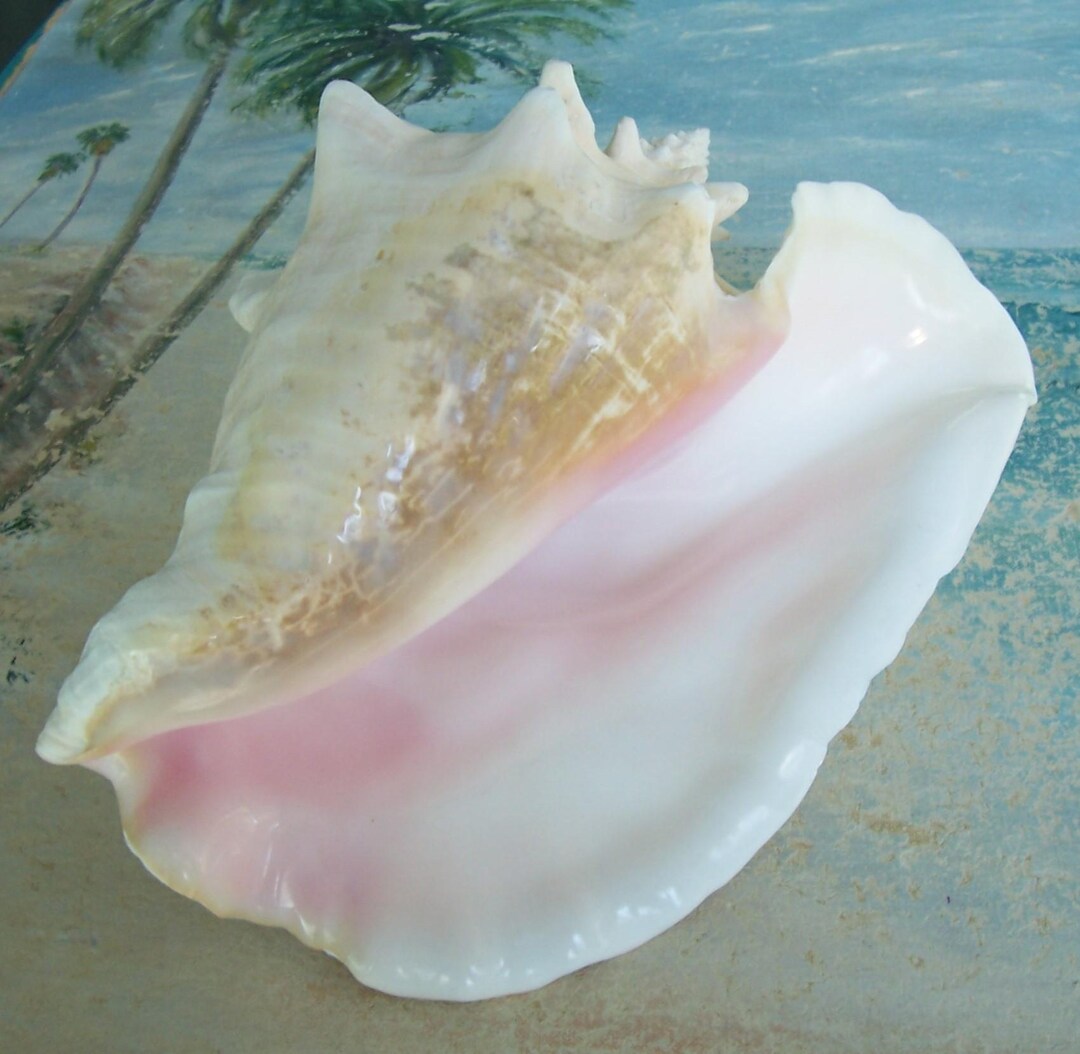 10 Adult FLORIDA Keys Collected Strombus Gigas QUEEN, PINK Conch Shell ...