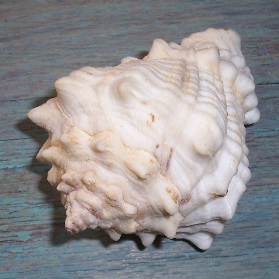 Large 86.6mm FLORIDA Keys Vasum Muricatum Caribbean Vase Shell SEASHELL ...