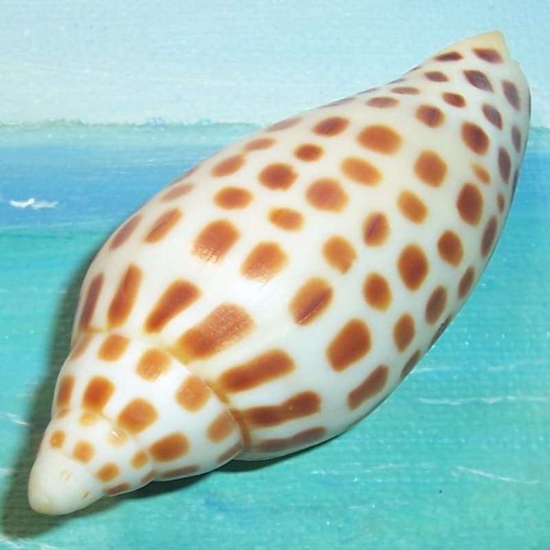 Natural Junonia Seashell - Etsy