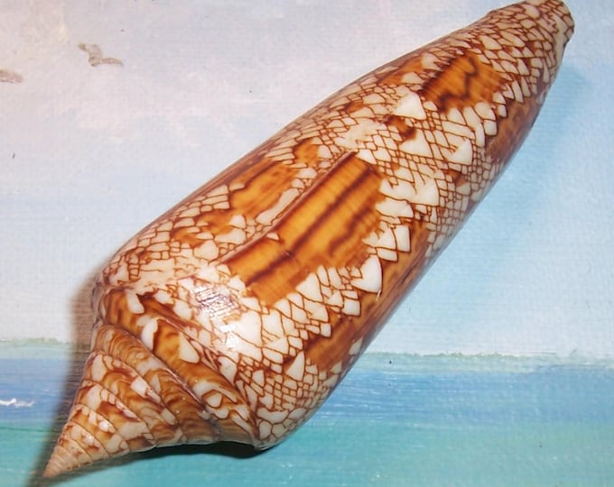 102.9mm CONUS Bengalensis BENGAL CONE Seashell, Shell With Data - Etsy